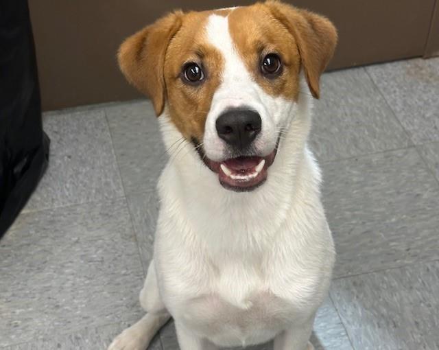 Home [monroeville.shelterboss.com]